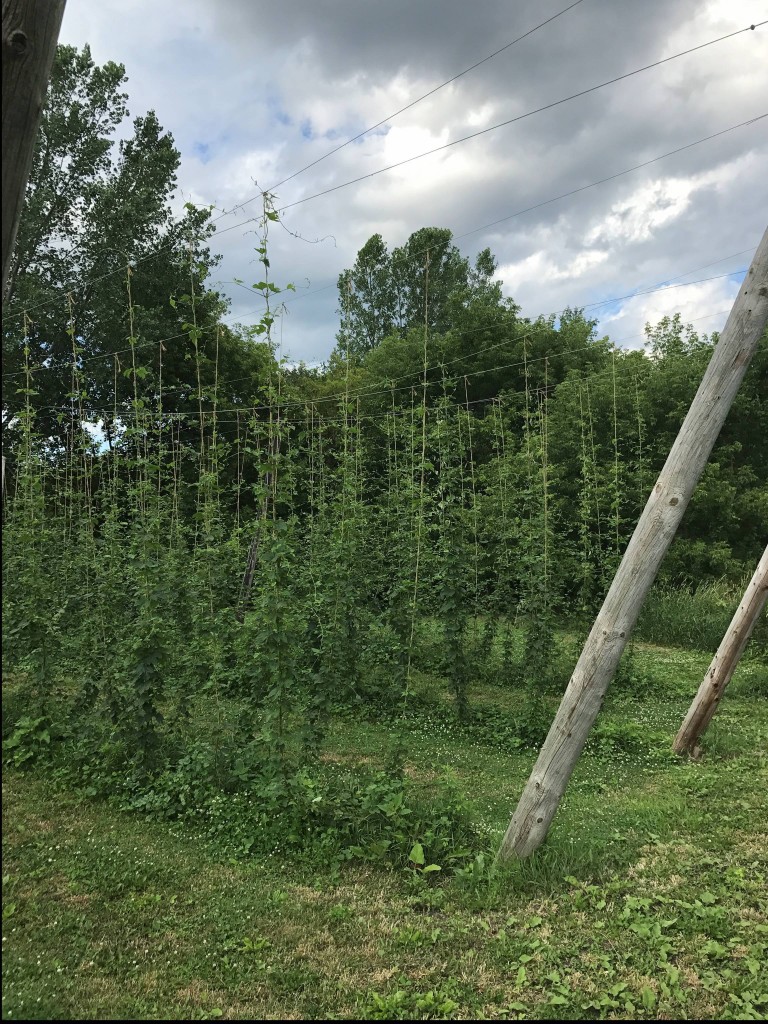 Making Beer Better by Growing Hops - Boyer & Associates